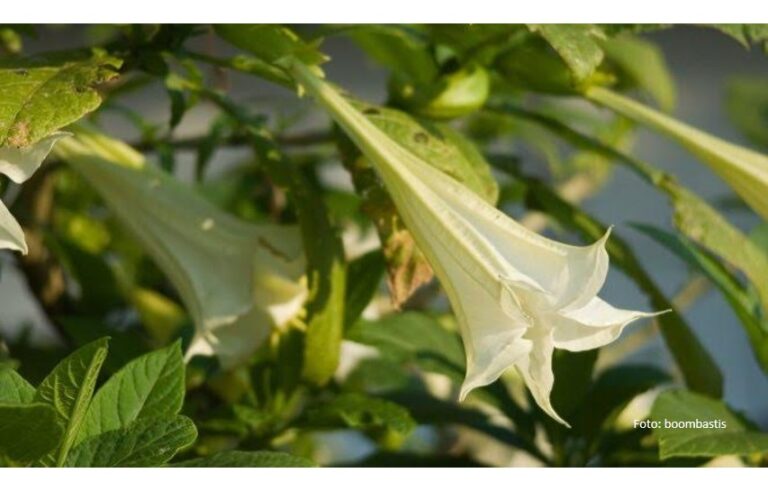 Serem! 5 Bunga Cantik Ini Ternyata Mematikan, Apa Saja?