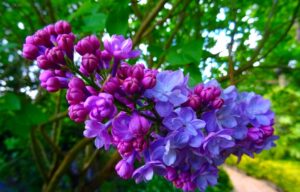 Bunga Berdasarkan Bulan Kelahiran dan Makna di Baliknya, Apa Saja?