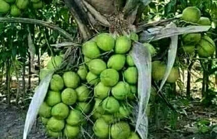 Mengenal Kelapa Genjah dan Jenisnya, Bisa Ditanam di Rumah!